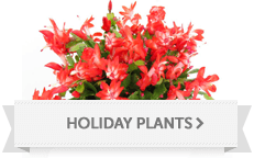 Baton Rouge Florist & LA Area Flower Delivery - Billy Heroman's